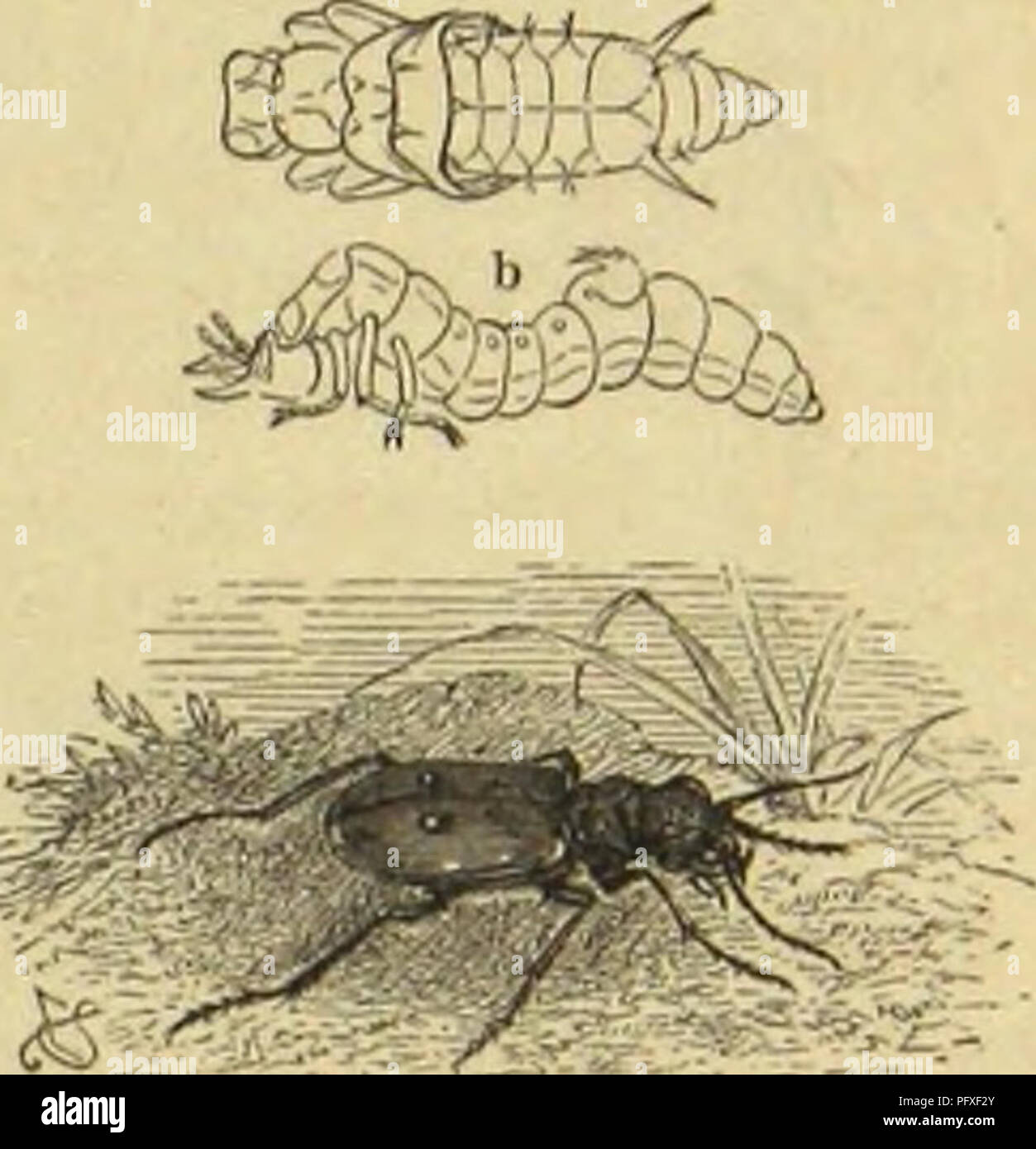 This work focuses on the classification and study of insects ...