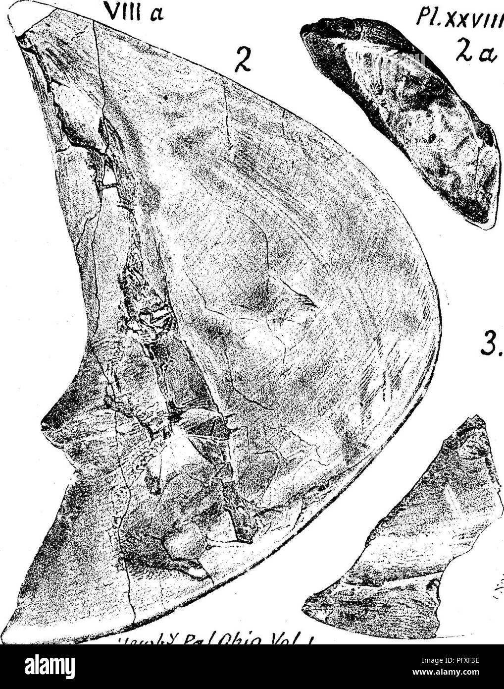Microscopic fossils hi-res stock photography and images - Alamy
