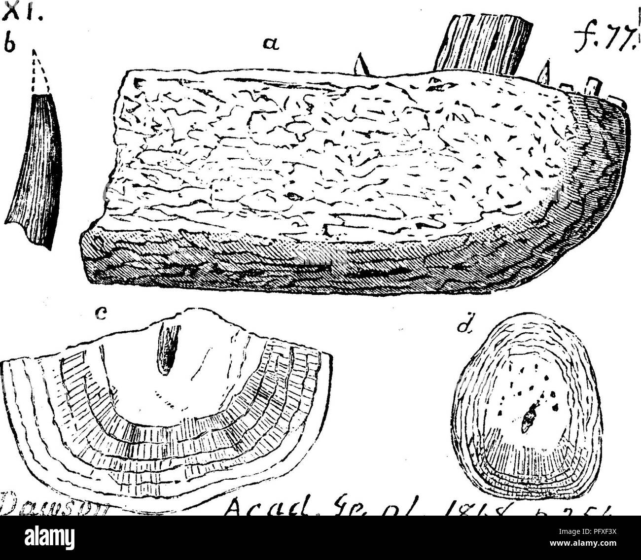 This image illustrates fossil specimens of *Rhizodus hardingi* and ...