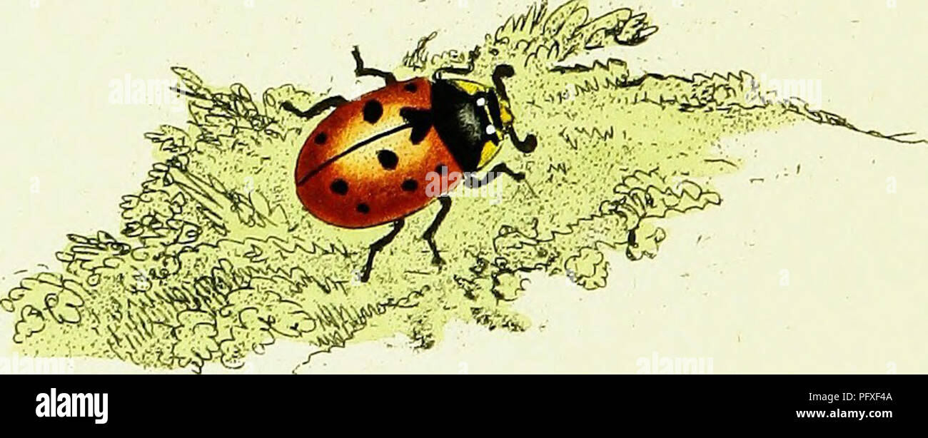 This image provides a detailed explanation of British insect species ...