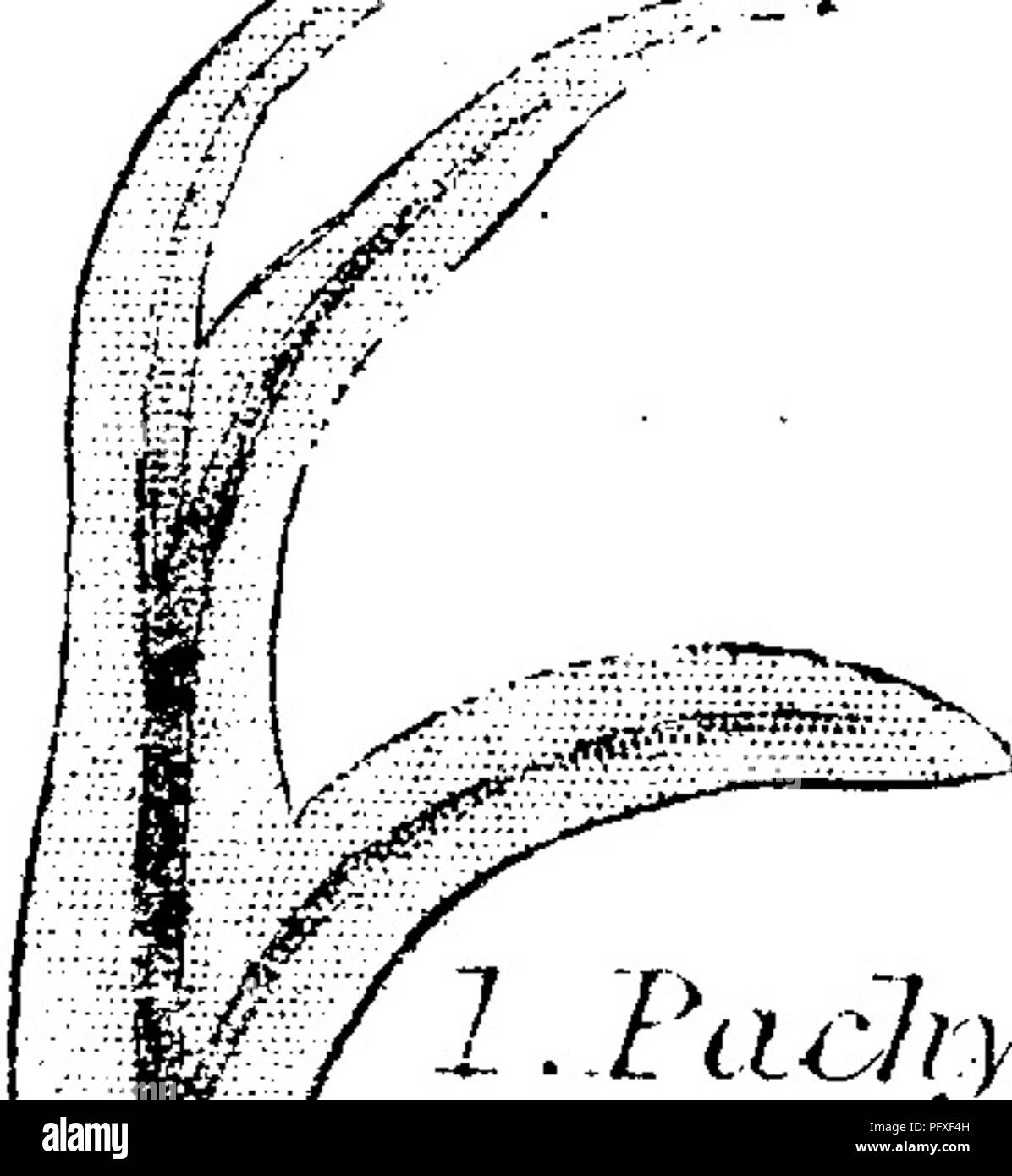 This fossil dictionary entry details various fossilized species found ...