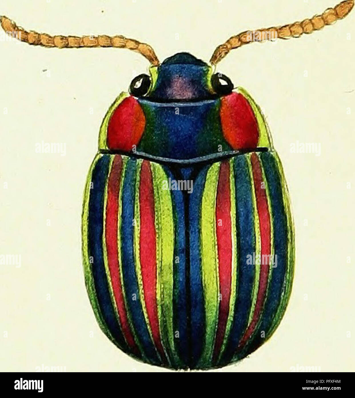 This work delves into the life cycles of British insects, explaining ...