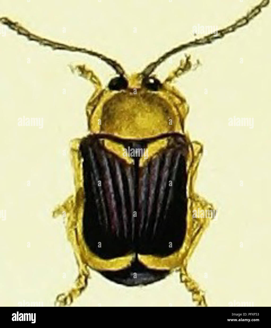 This work offers a detailed study of British insects, documenting their ...