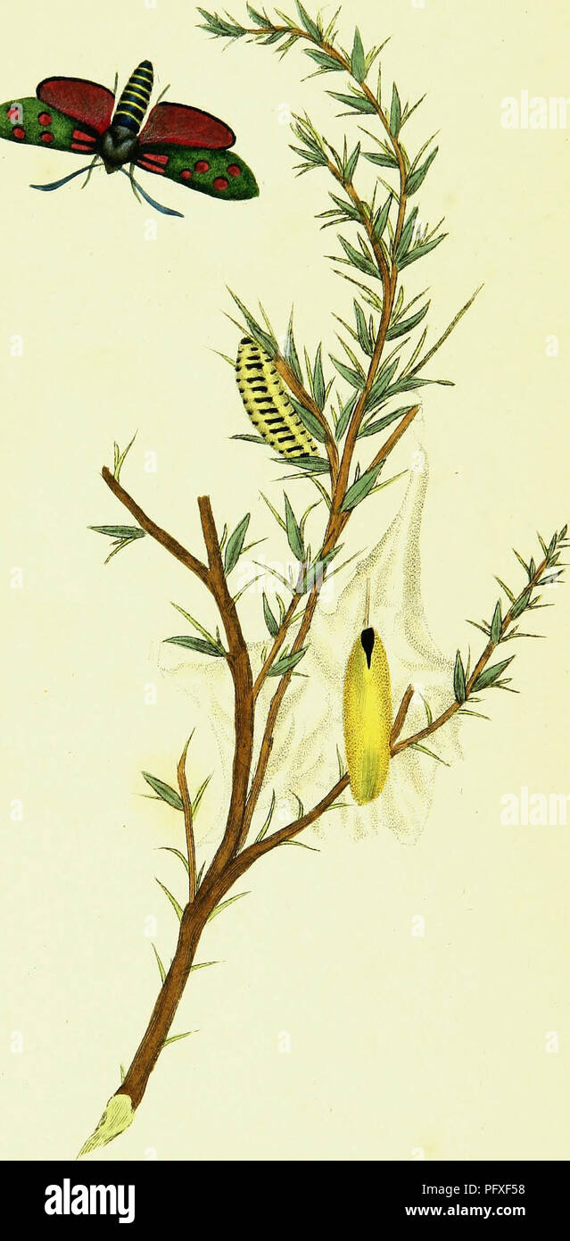 This work details the life cycle, food, and economy of British insects ...