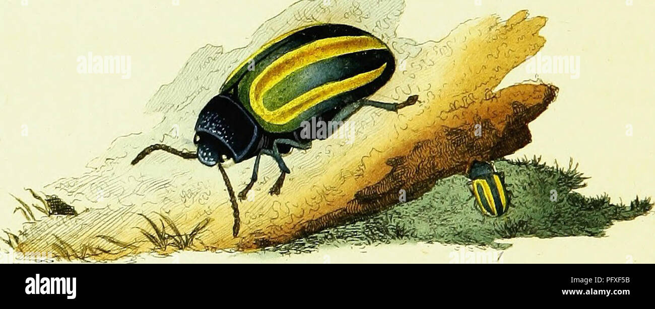 This work provides an in-depth study of British insects, including ...