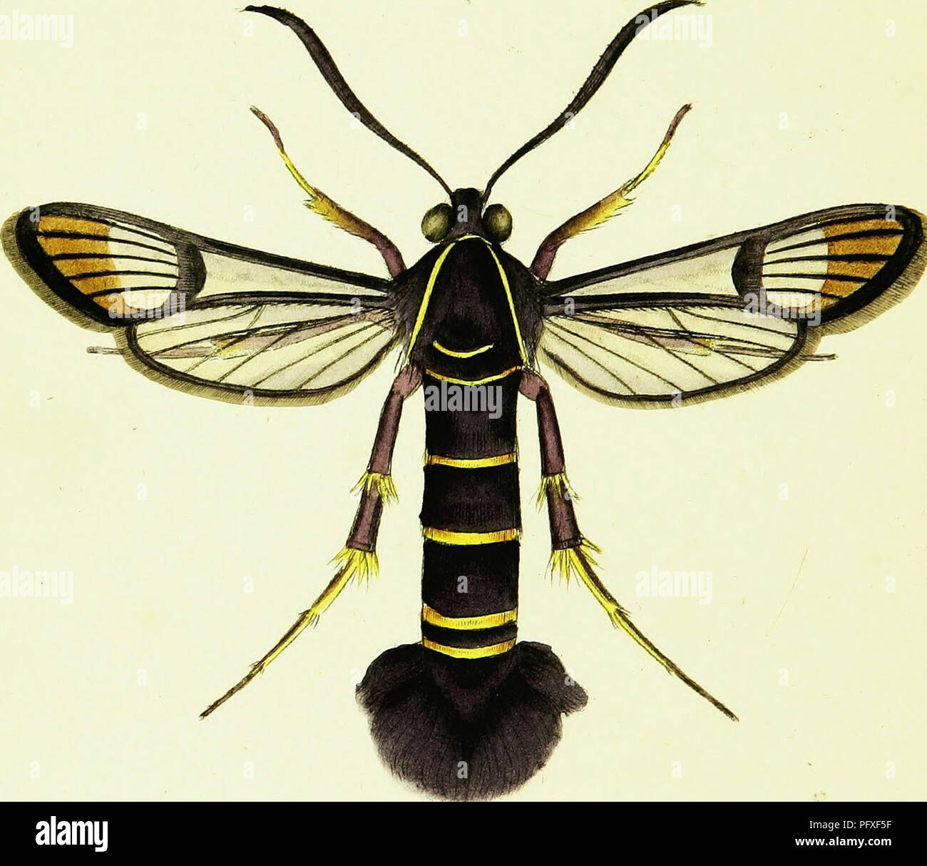 This work provides a comprehensive description of British insects ...