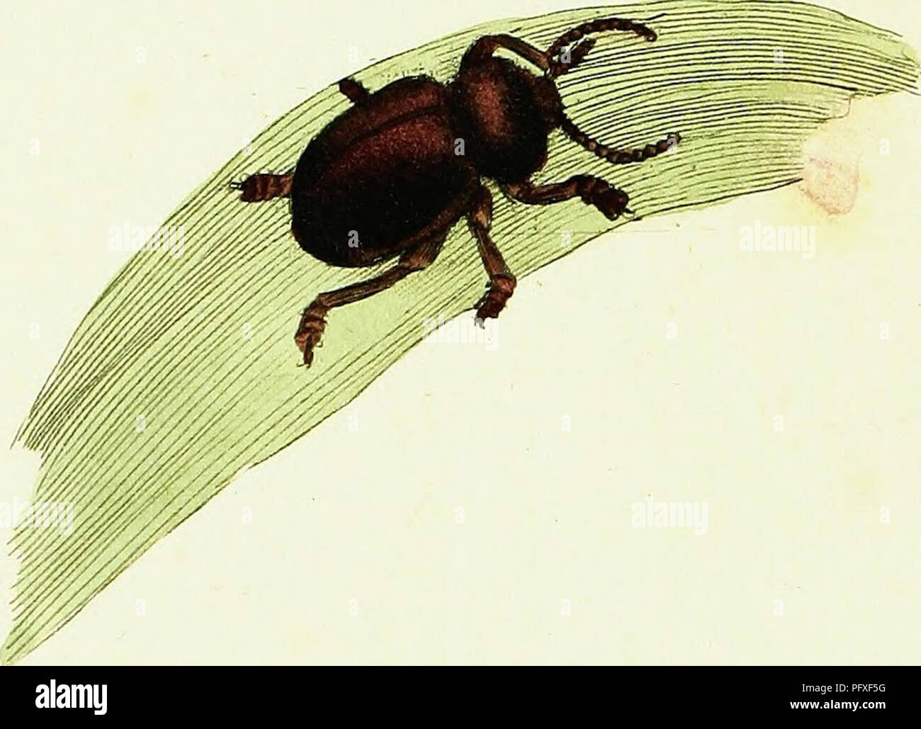 This entomological work describes the life cycles of British insects ...