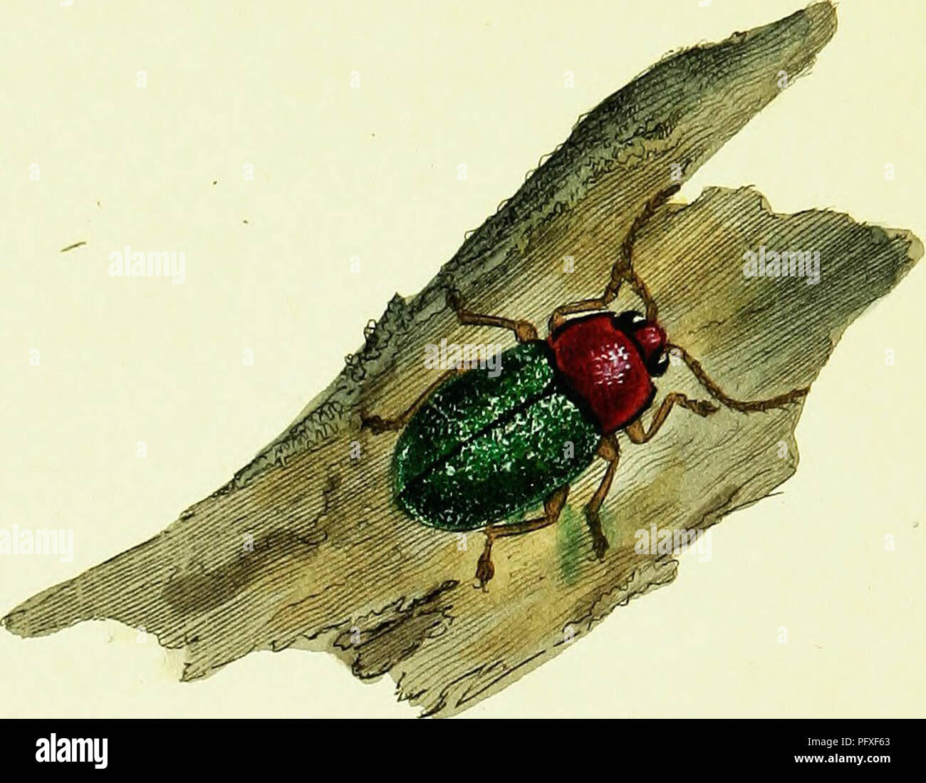 This work on British insects covers their life cycles, including stages ...