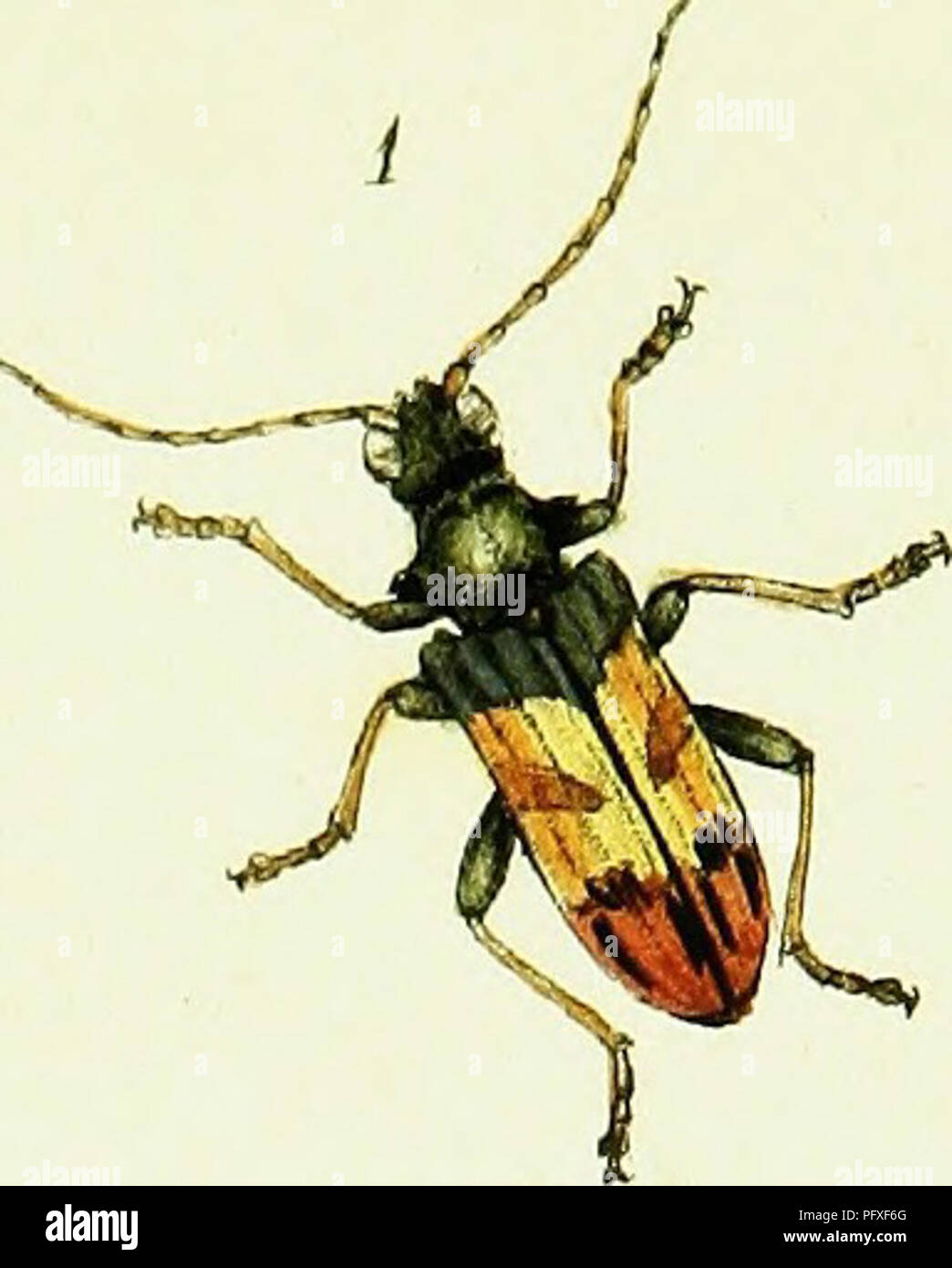 This illustration from 'The Natural History of British Insects' by ...