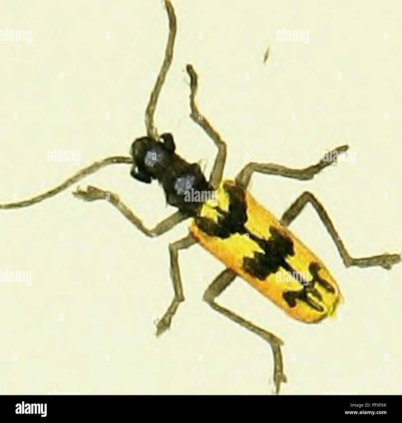 A detailed exploration of British insects by Edward Donovan, focusing ...