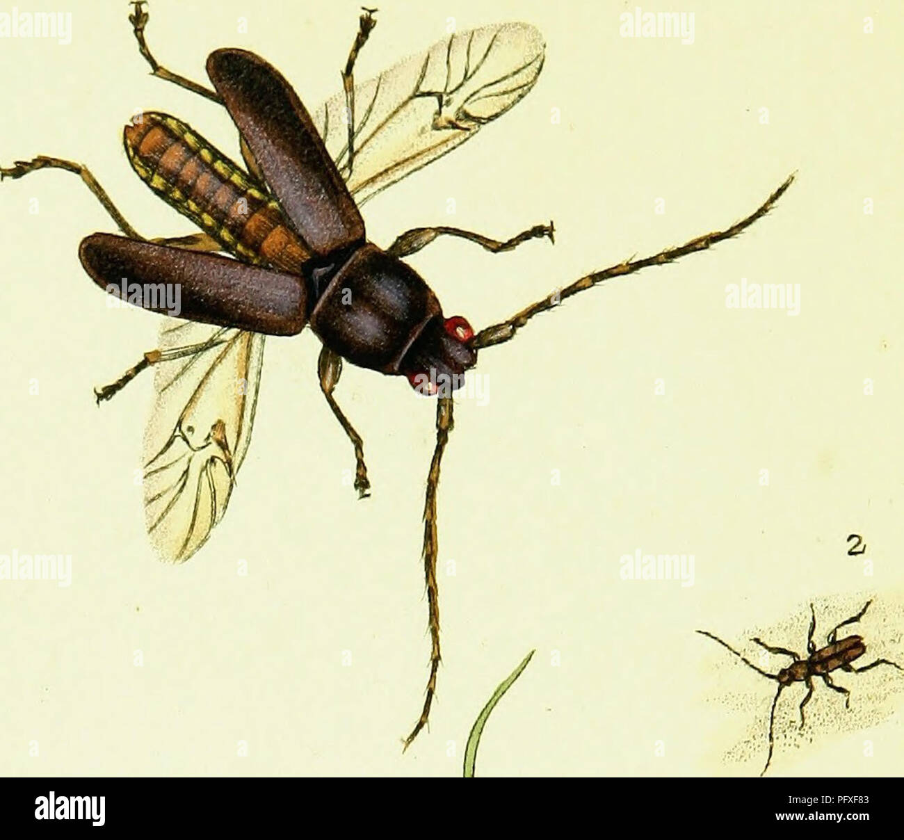 This work explores the life cycle, behavior, and ecological roles of ...