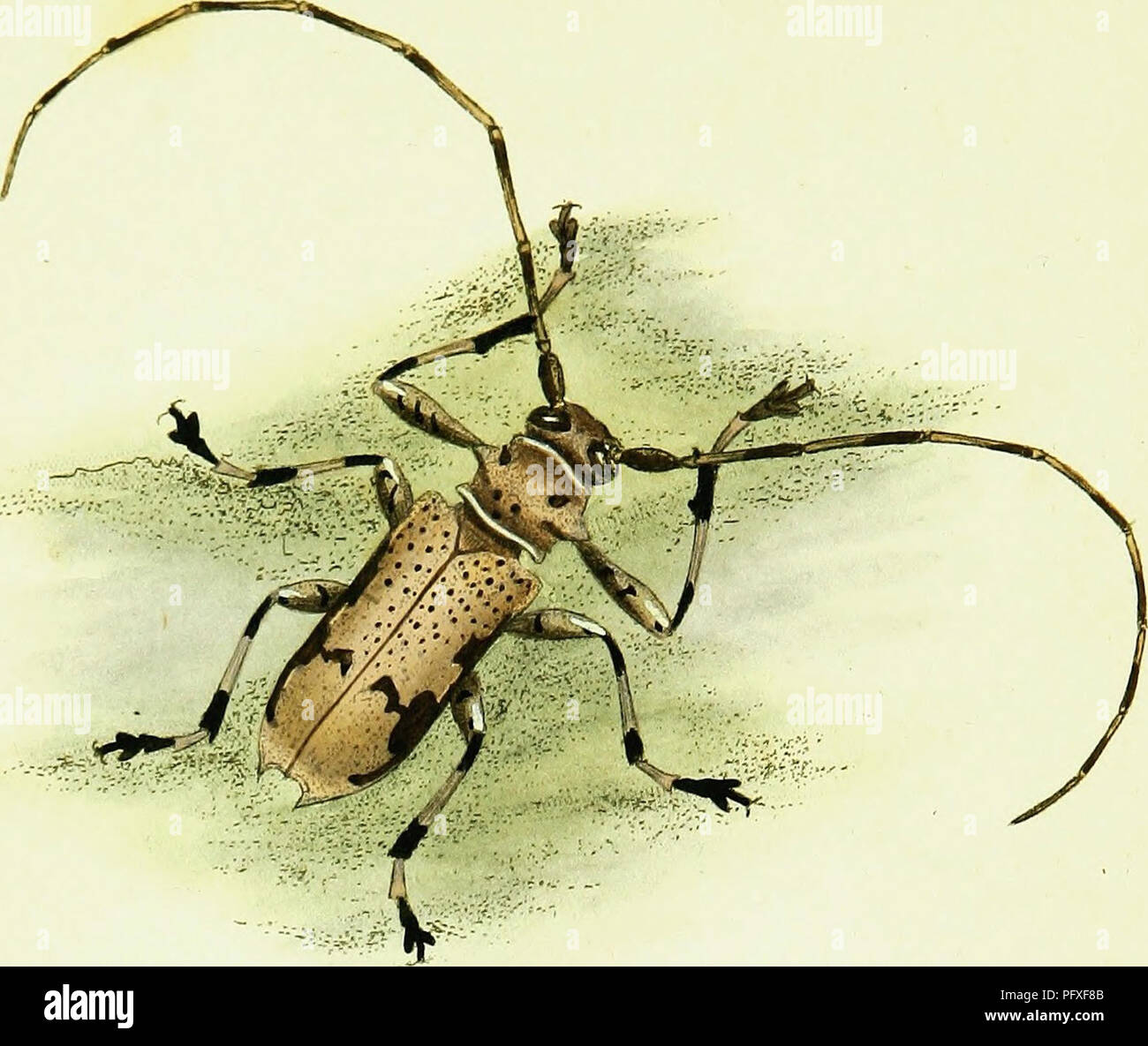 Edward Donovan's work offers a detailed study of British insects ...