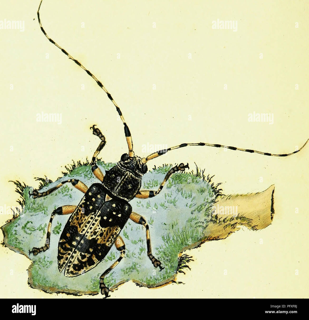 This natural history guide provides detailed descriptions of British ...