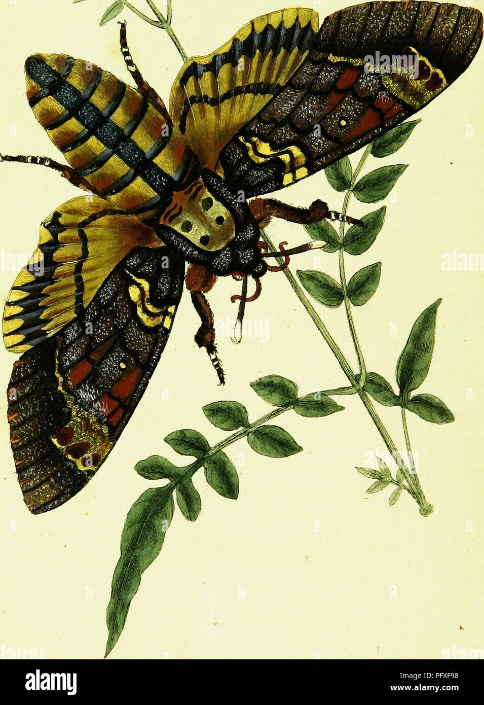 This work provides a comprehensive study of British insects ...
