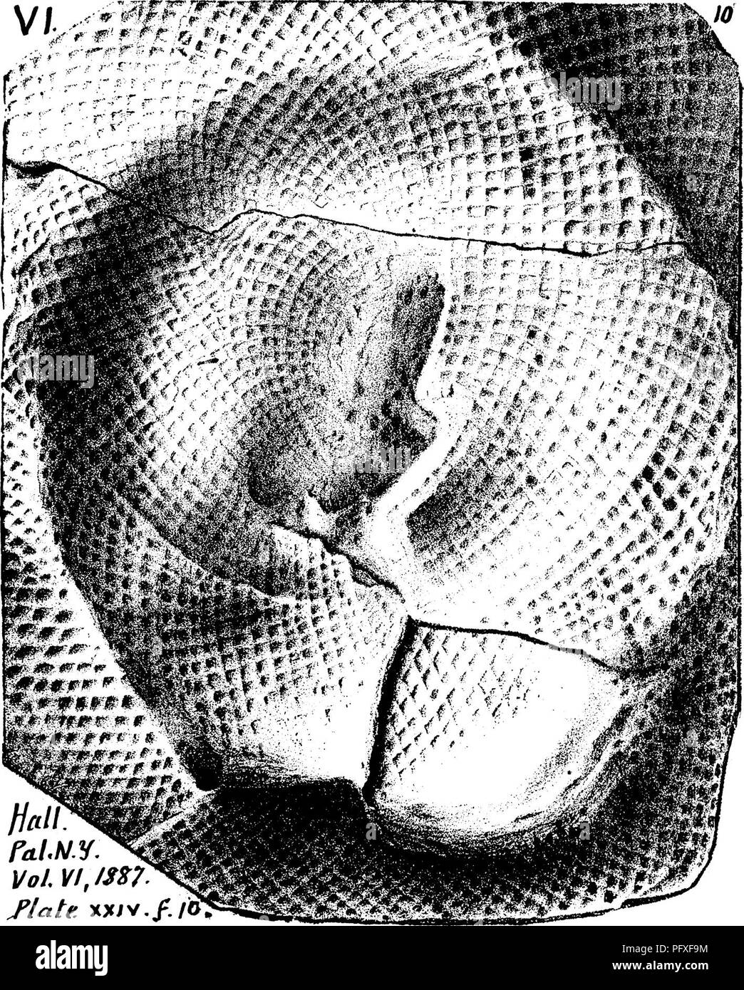 This image from 'A Dictionary of Fossils of Pennsylvania' features ...