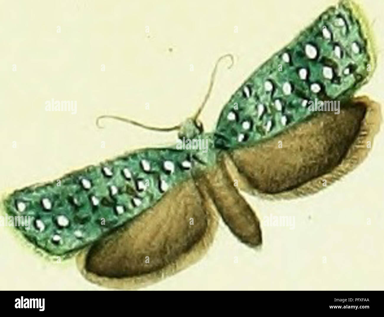 This work provides an extensive overview of British insects, detailing ...