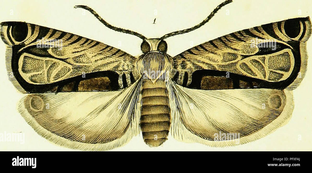 This comprehensive guide to British insects provides insight into their ...