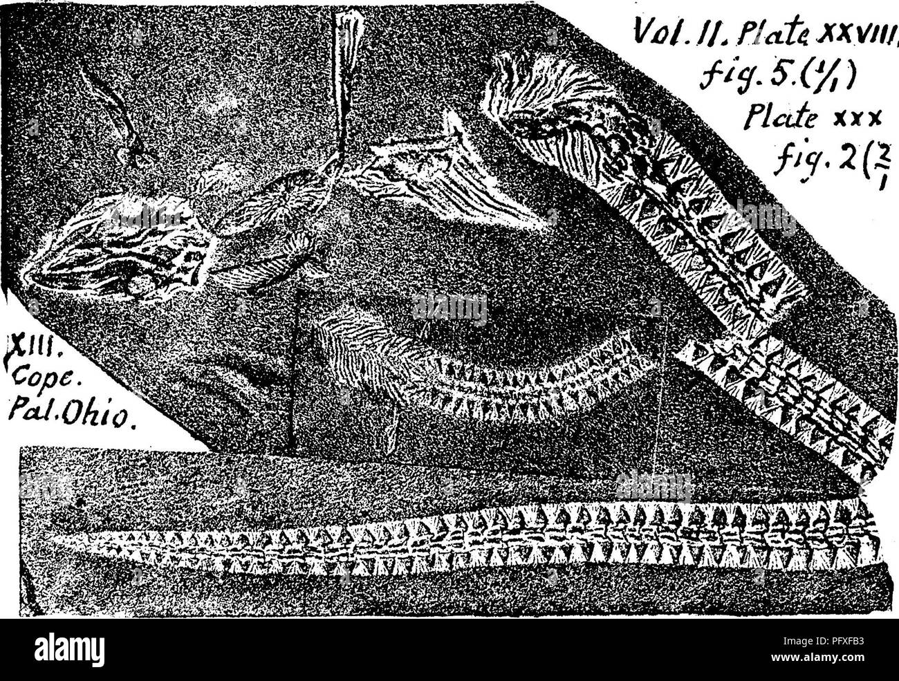 Conical fossils hi-res stock photography and images - Alamy