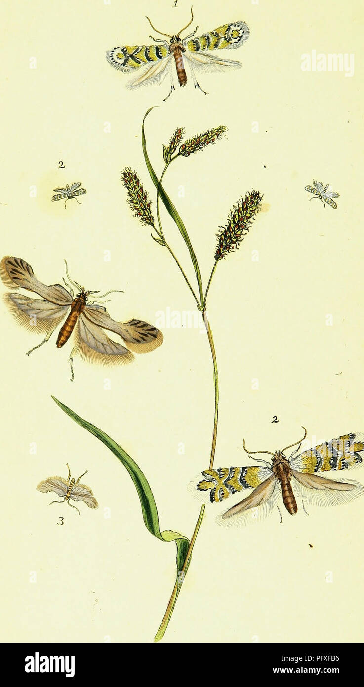 This work presents the natural history of British insects, detailing ...