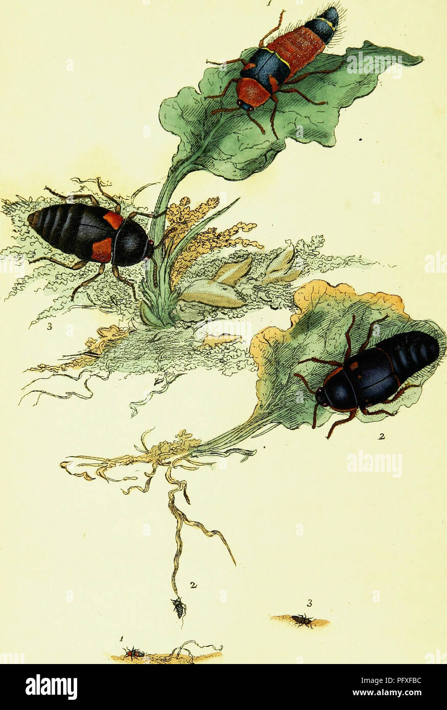 Various microscopic life stages hi-res stock photography and images - Alamy