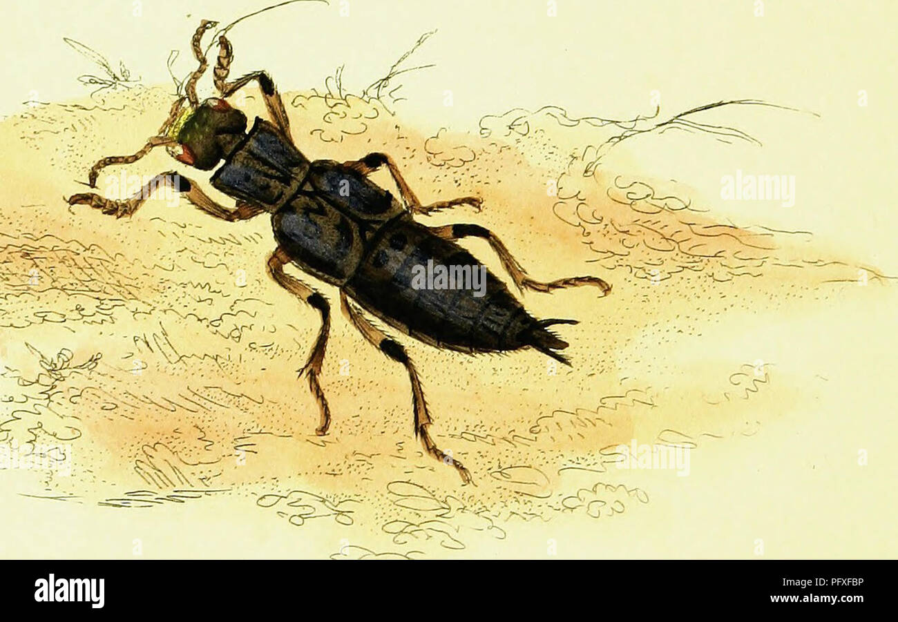 The natural history of British insects outlines the various stages of ...