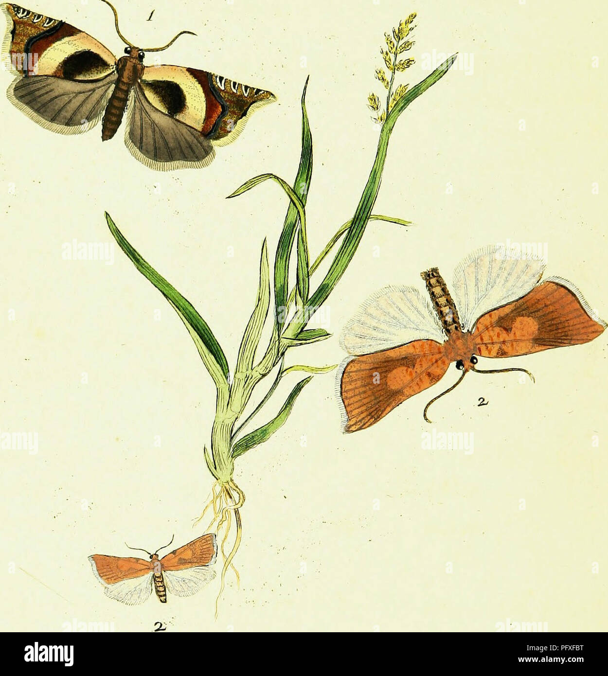 This work offers a detailed exploration of British insects, focusing on ...