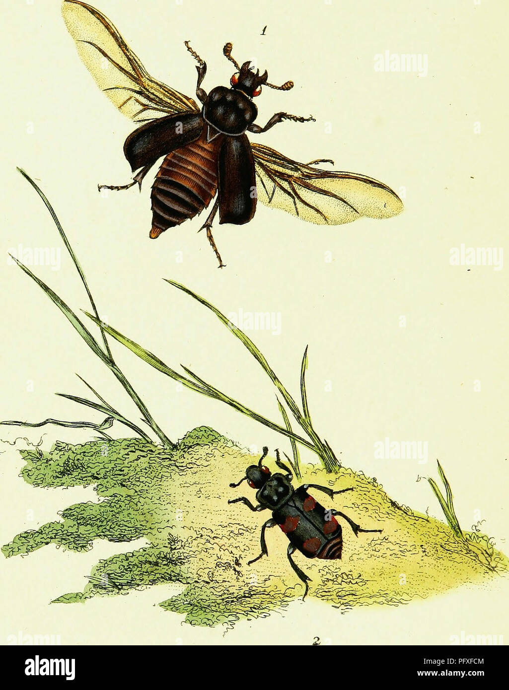 This image from *The Natural History of British Insects* by E. Donovan ...