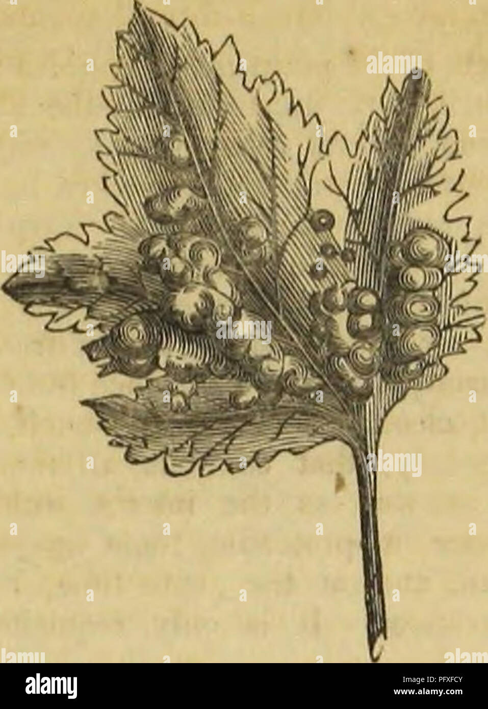 This study on insect architecture examines how insects like aphids ...