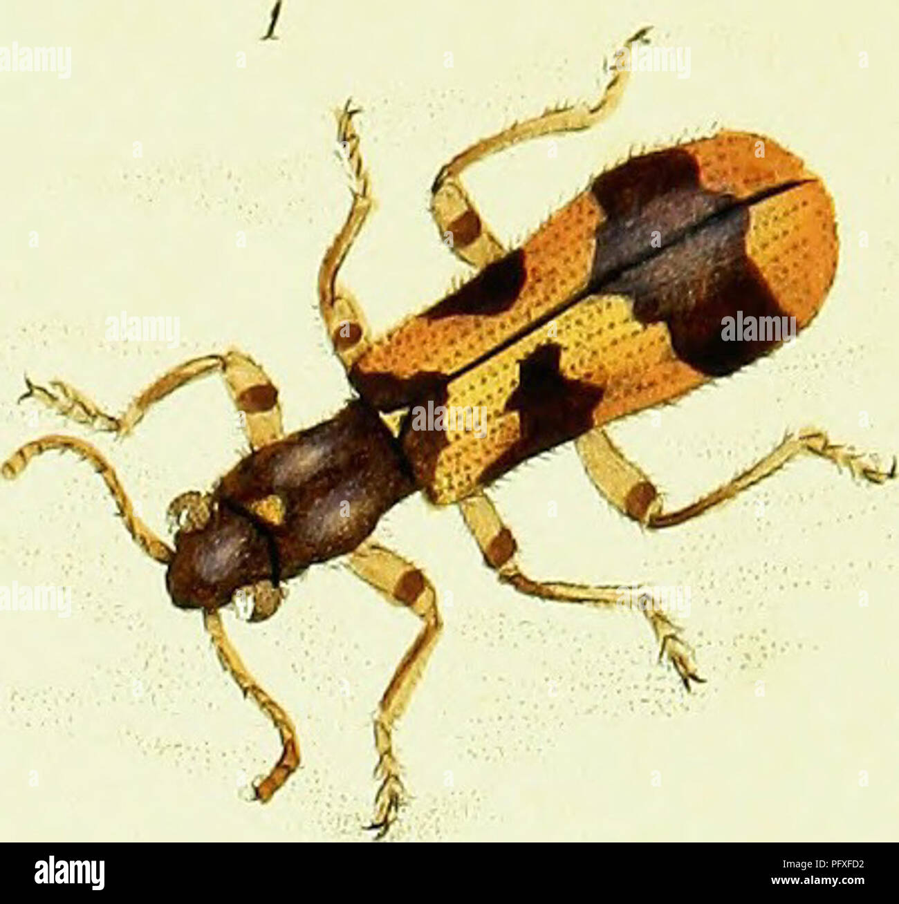 This book, 'The Natural History of British Insects,' provides an in ...