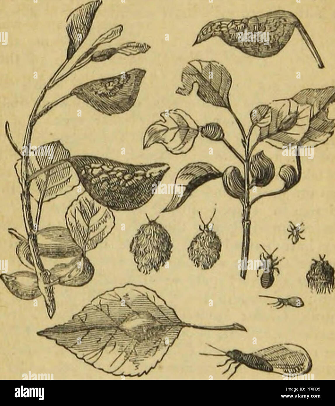 This work focuses on the architecture of insect galls, specifically the ...