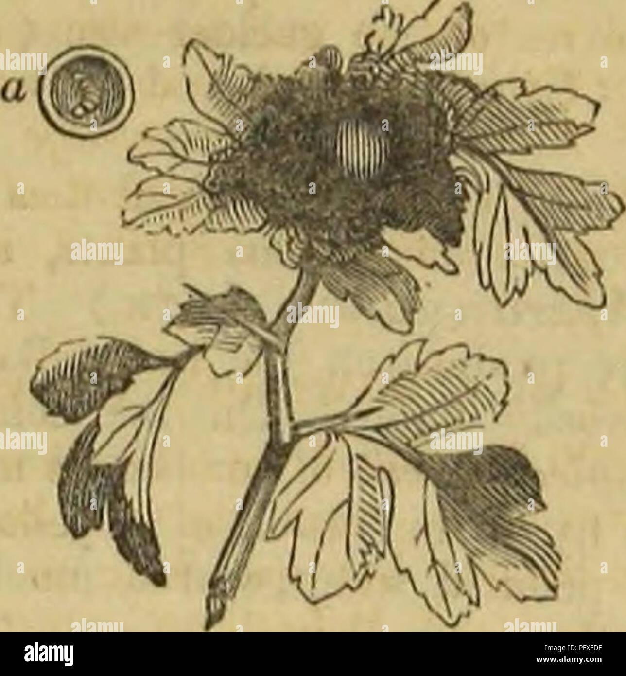 This image illustrates the unique architecture created by the Hawthorn ...