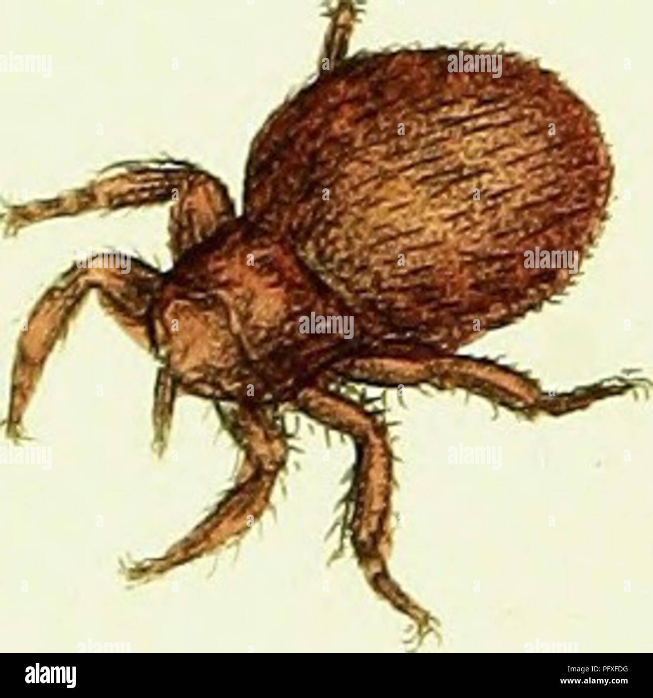 *The Natural History of British Insects* by Edward Donovan covers the ...