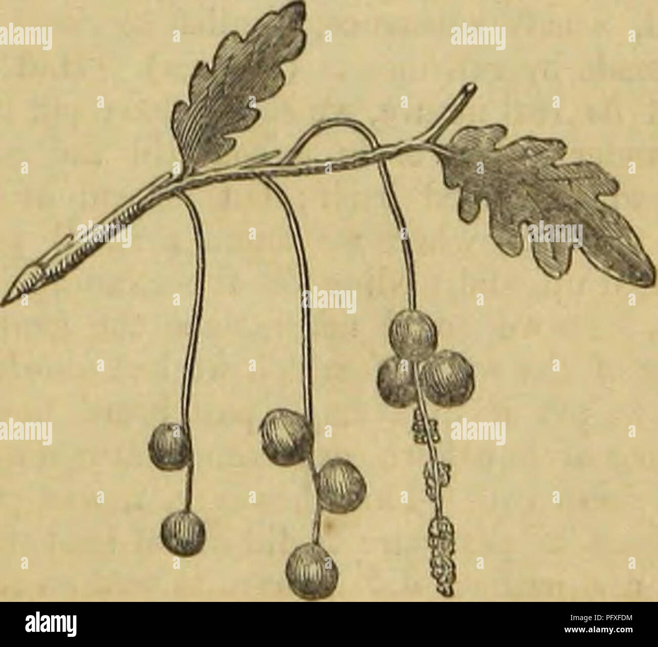 . Insect architecture. Insects. GALL-FLIES. 387 tremity, and sometimes ...