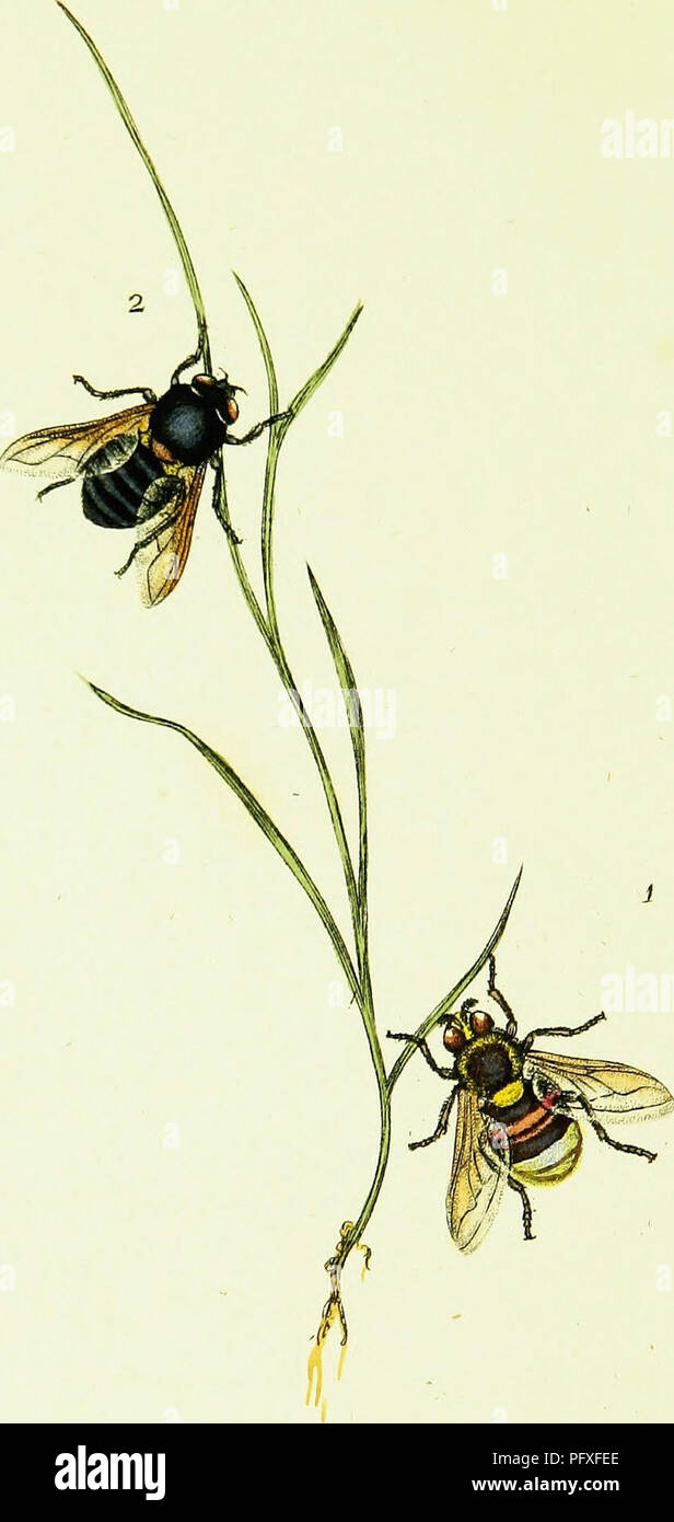This work provides an extensive study of British insects, detailing ...