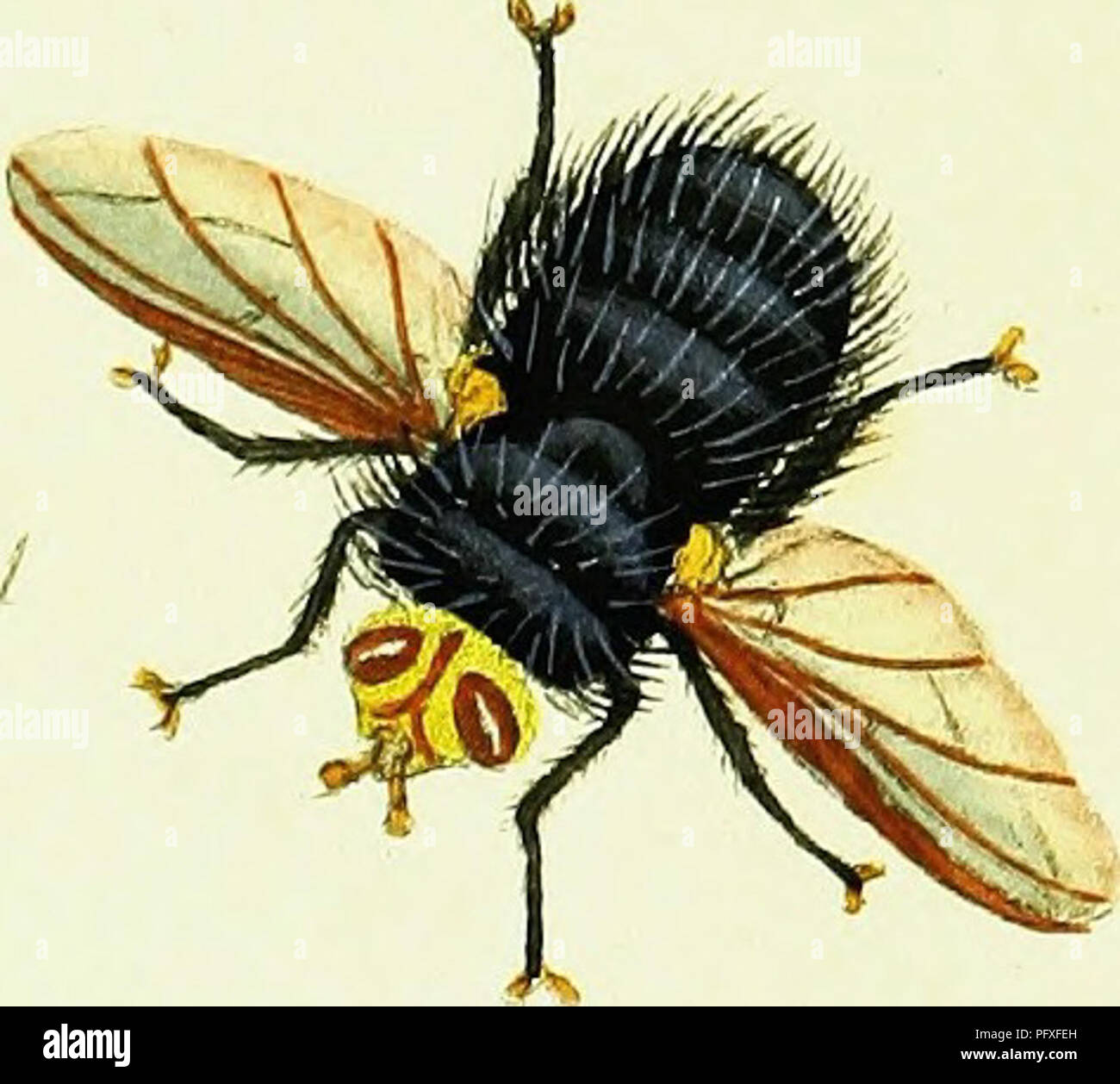 This work provides a detailed study of British insects, focusing on ...