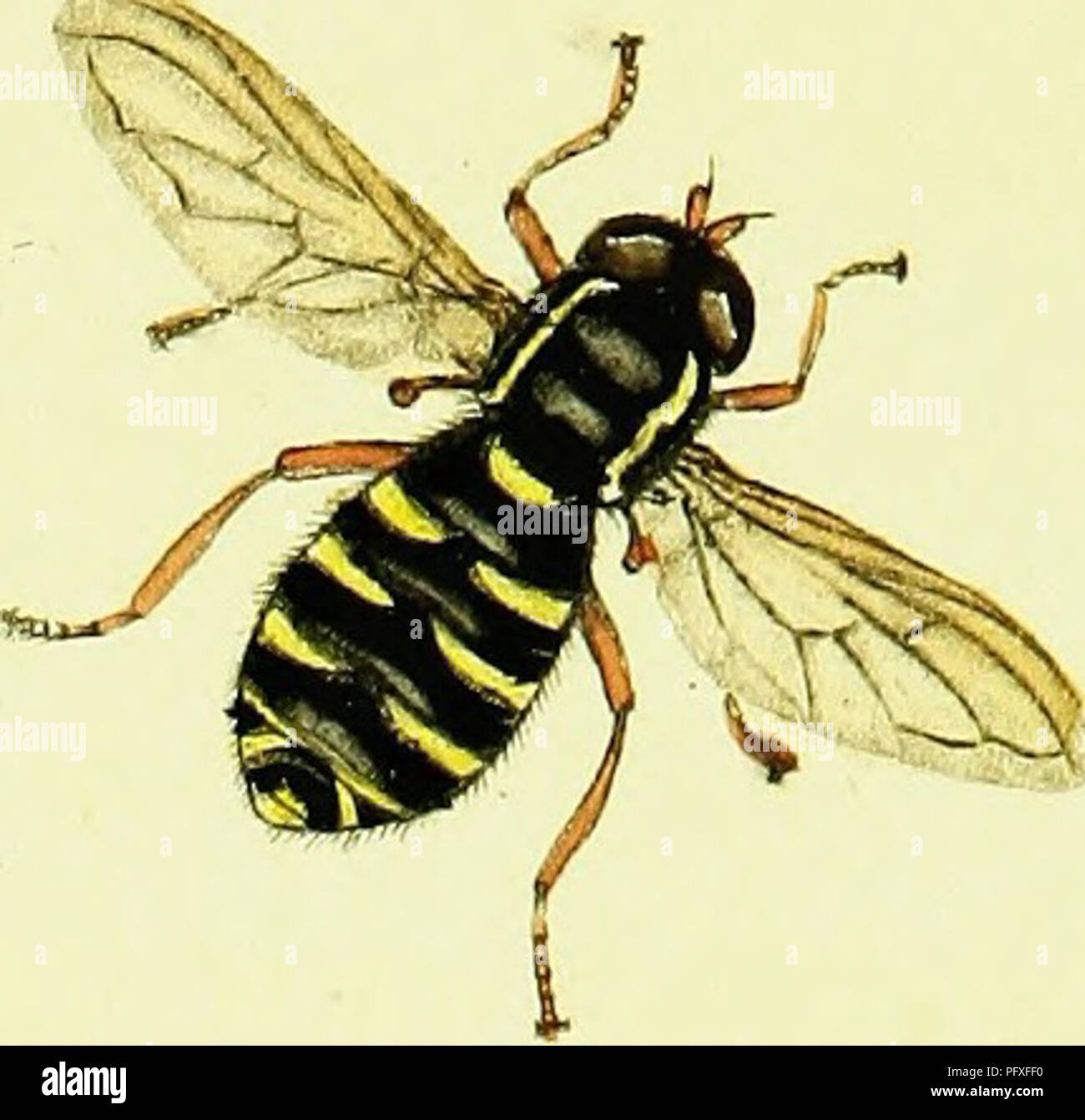 This book outlines the natural history of British insects, including ...