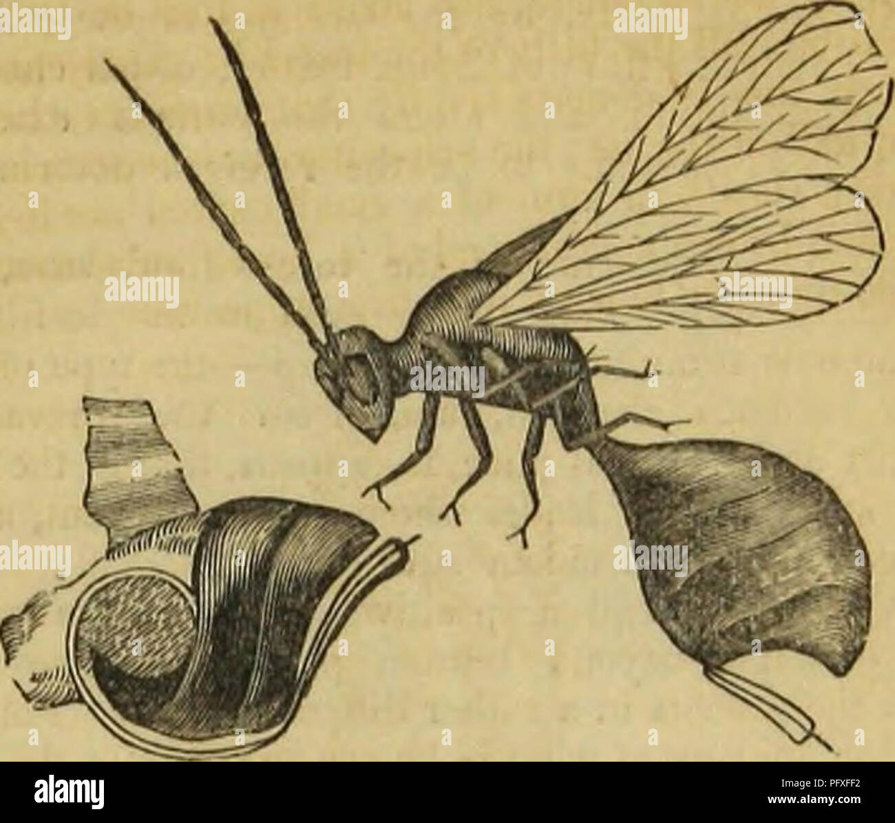 . Insect architecture. Insects. GALL-FLIES. 373. QalUfly, and mechanism ...