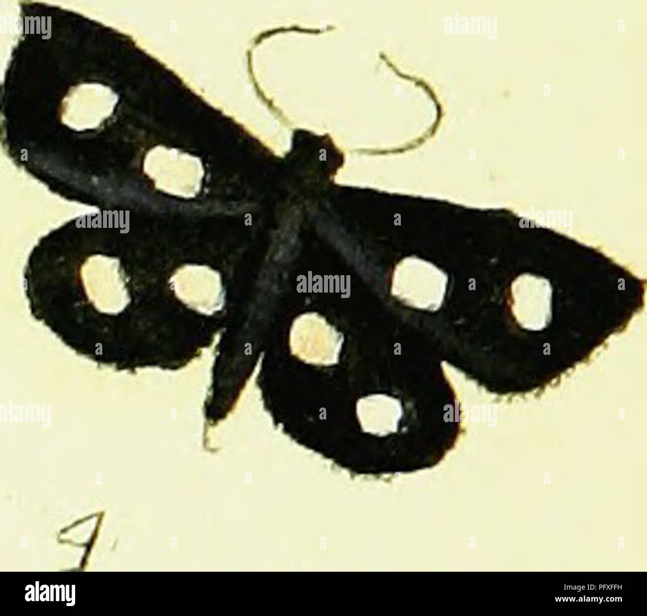 This image comes from 'The Natural History of British Insects ...