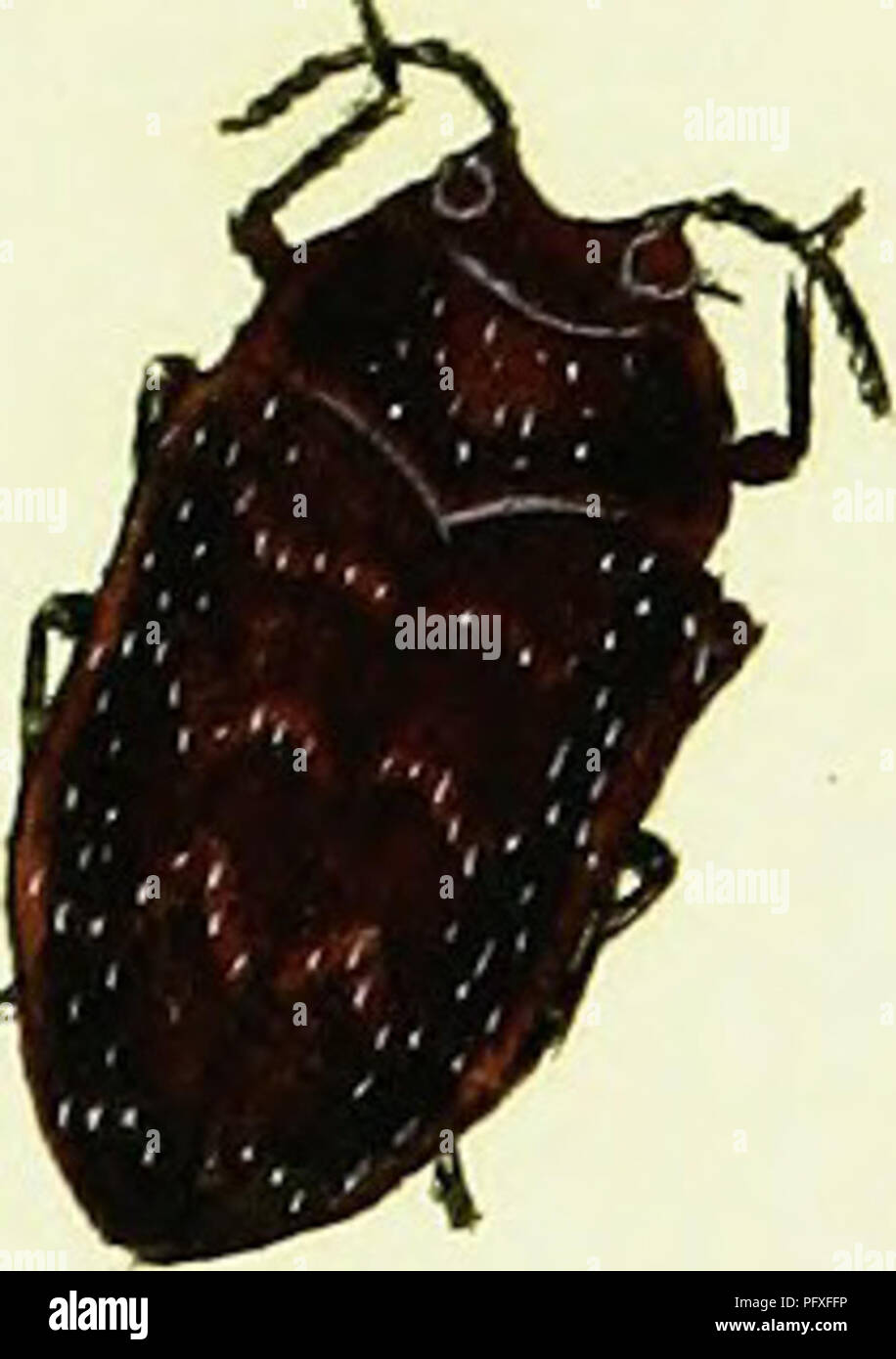 This comprehensive guide by E. Donovan offers an in-depth study of ...