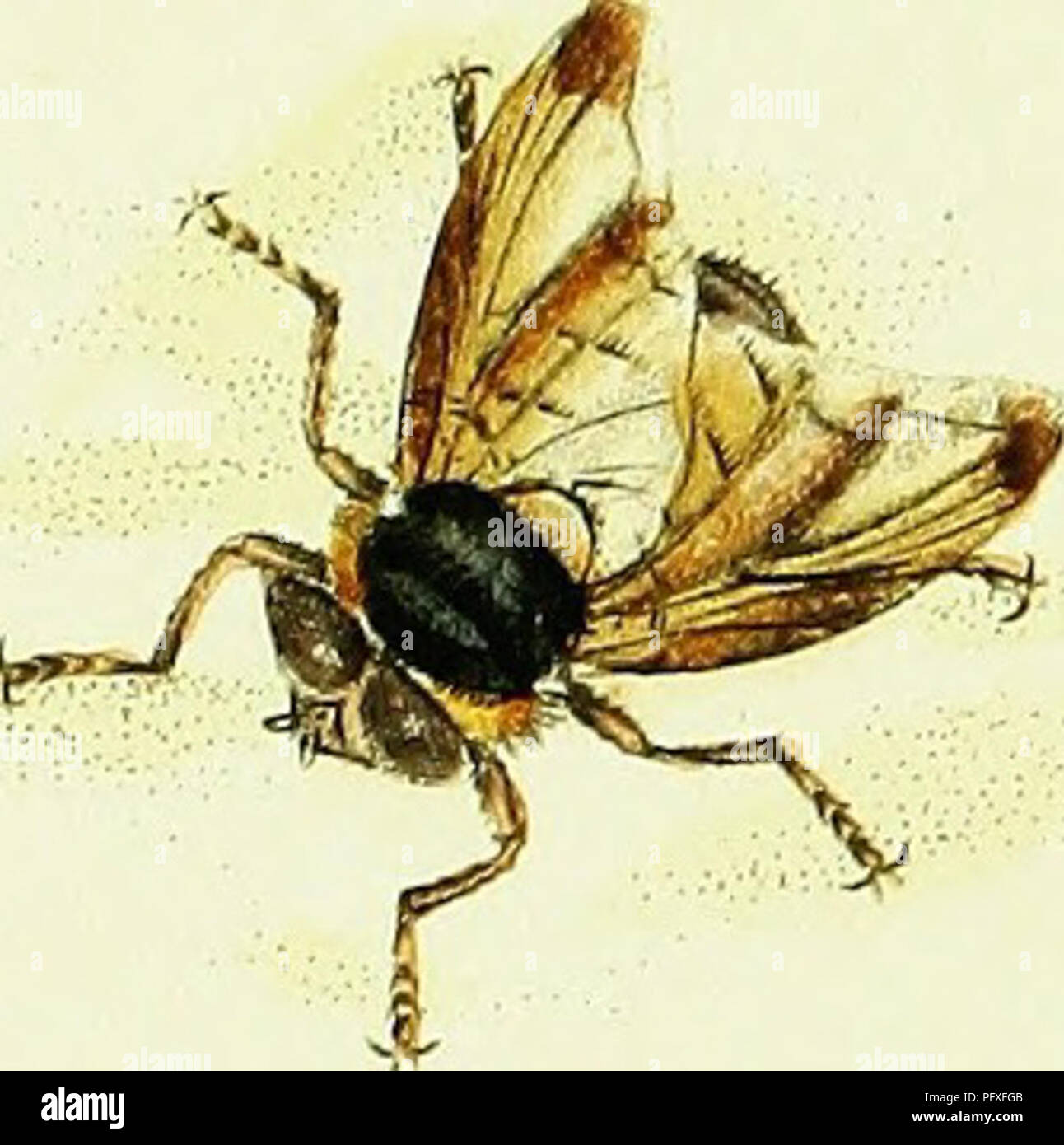 This work provides a detailed description of British insects, covering ...