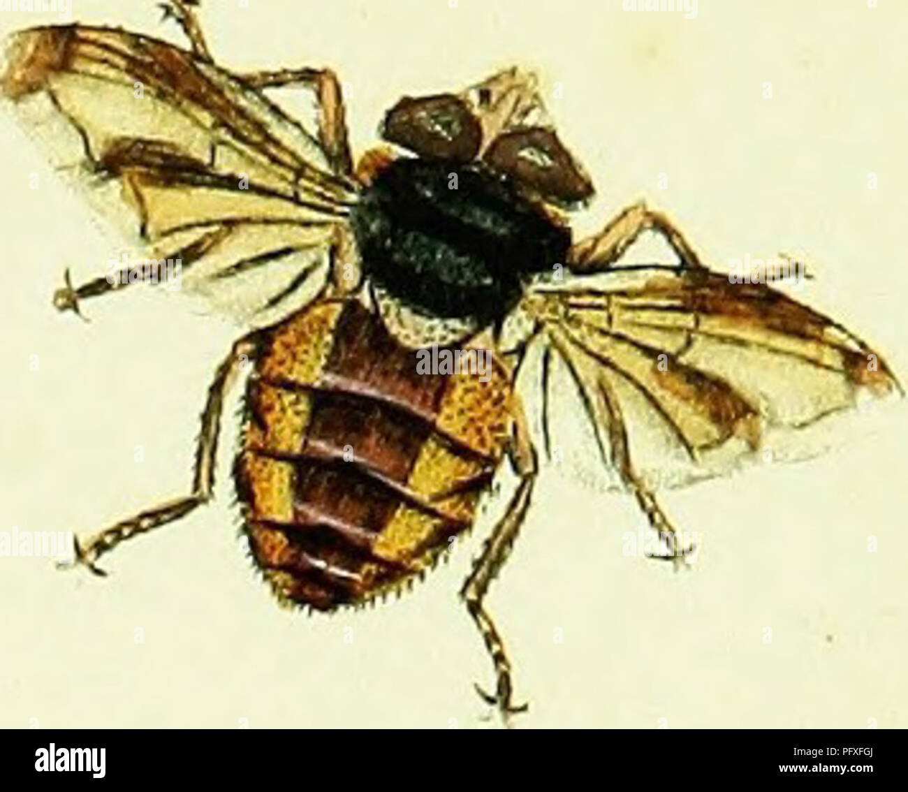 Edward Donovan's work on British insects outlines their life stages ...