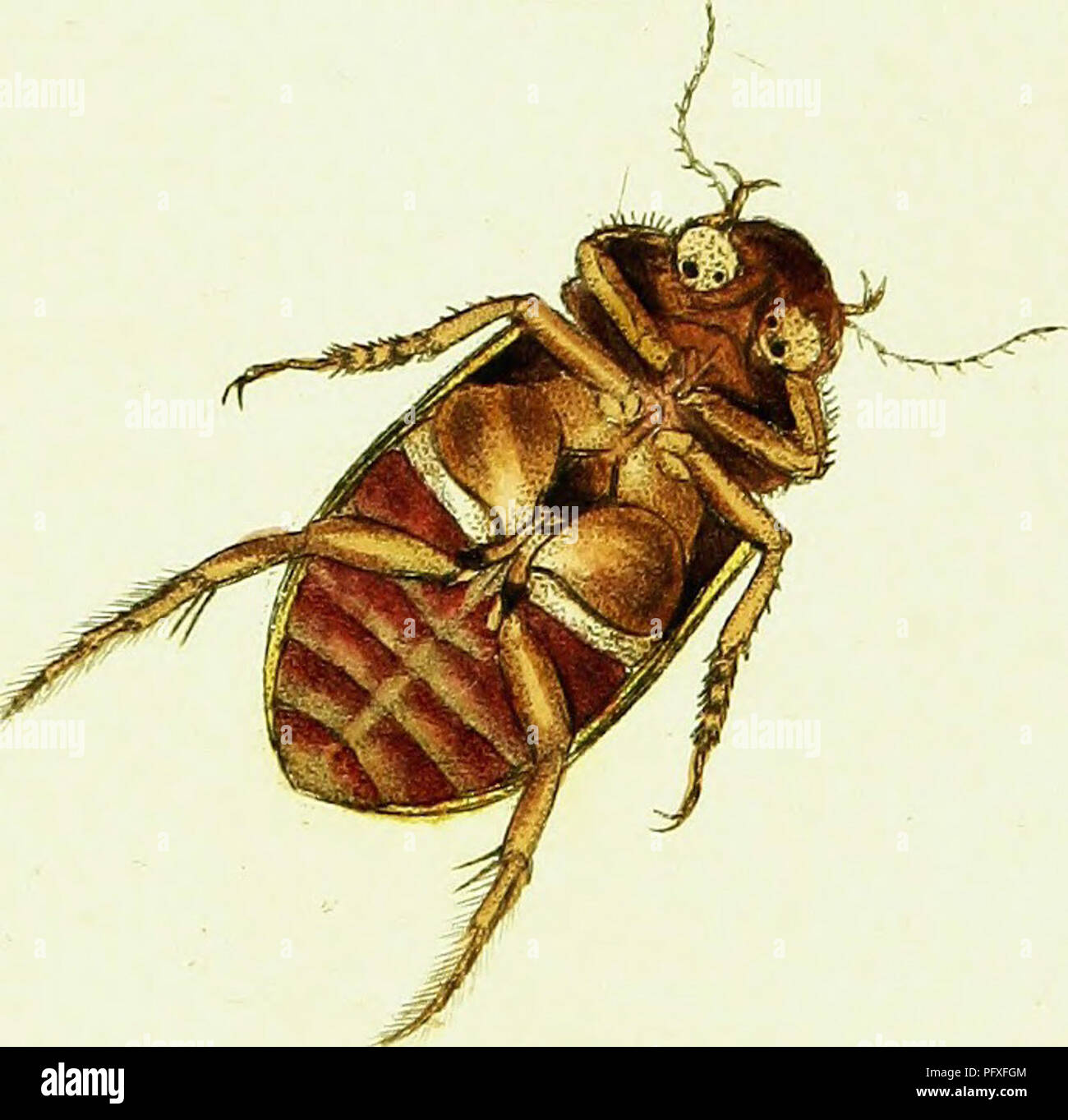 This work provides a detailed examination of British insects, covering ...