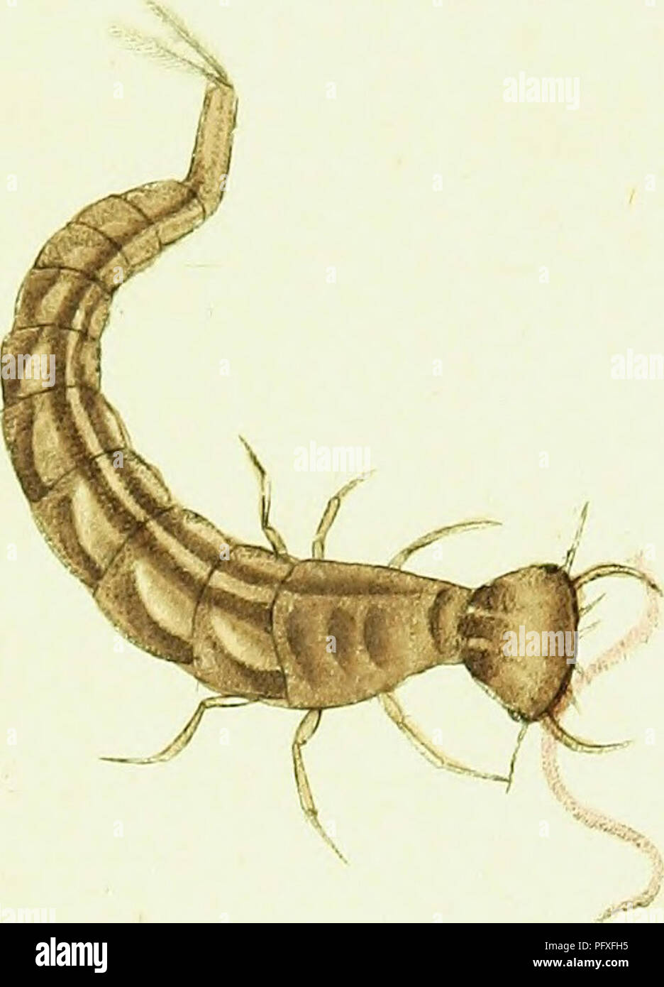 Edward Donovan's work on British insects details their life cycles ...