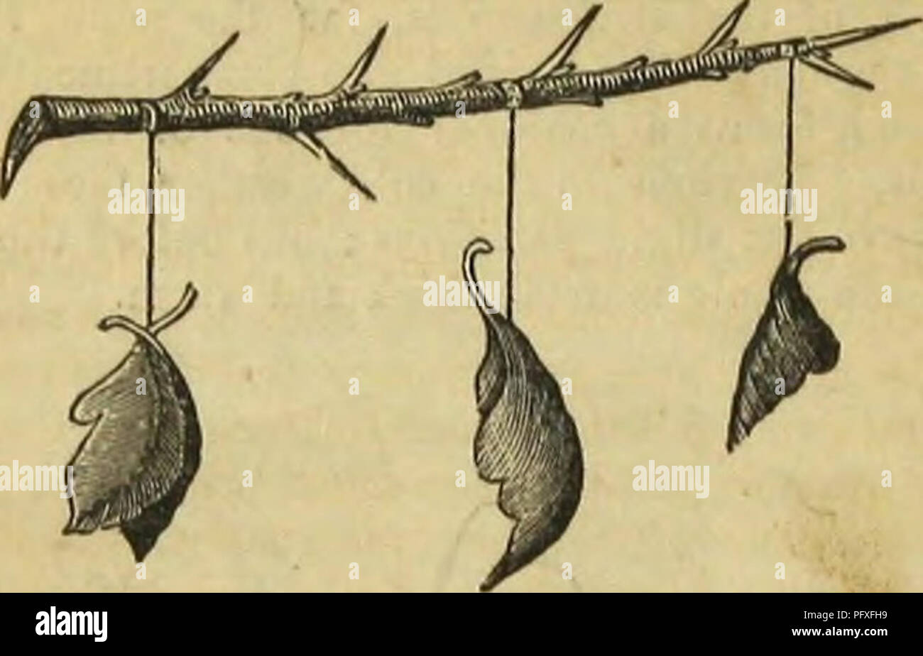 . Insect architecture. Insects. 332 INSECT AKCHITECTURK. with silk, in ...