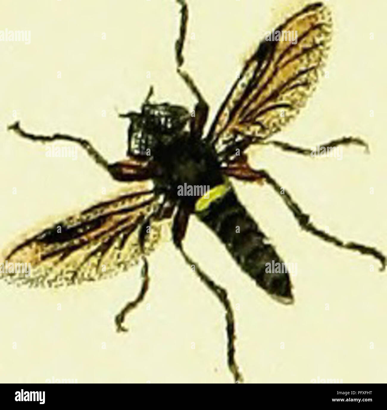 This image is part of 'The Natural History of British Insects,' showing ...