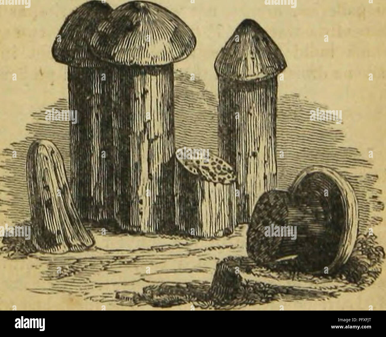 . Insect architecture. Insects. WH1-TE ANTS. 301 bitants to travel over ...