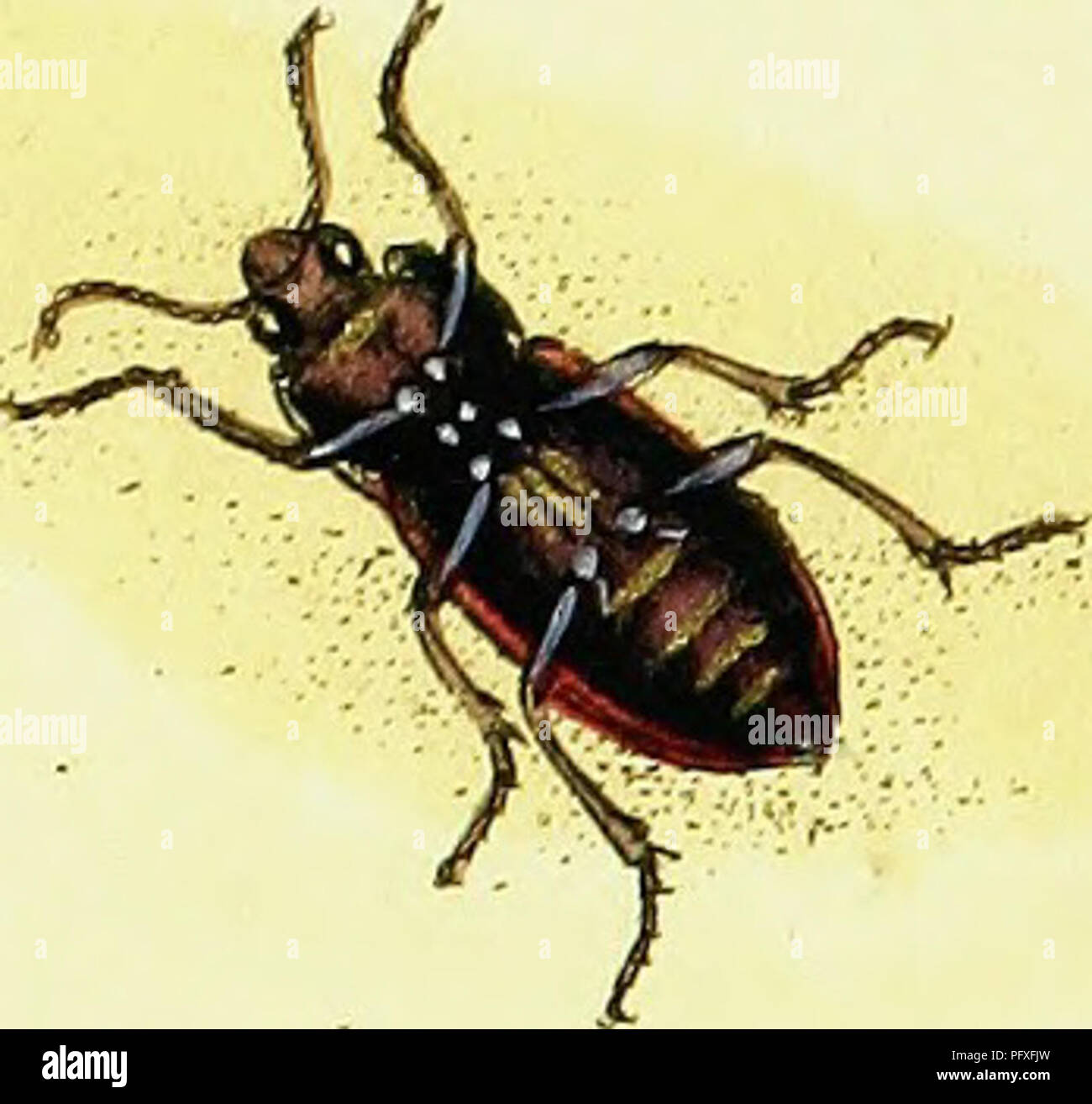 . The natural history of British insects; explaining them in their ...