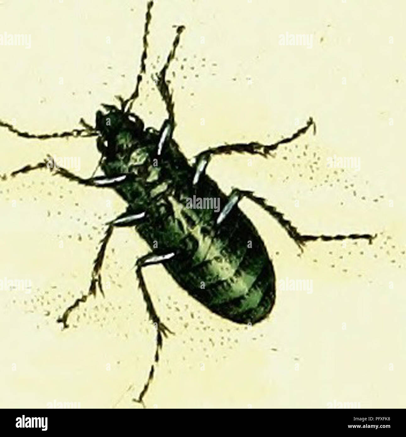 This work outlines the life cycle and ecological roles of British ...