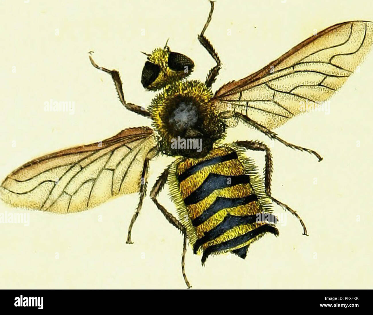 This text explains the life cycle of British insects, focusing on their ...