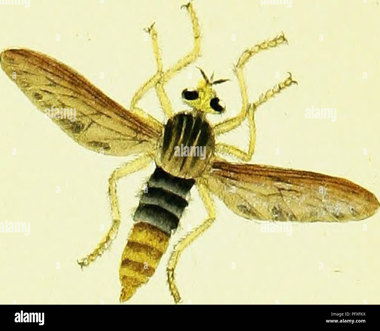 This book explores the life cycle and transformations of British ...